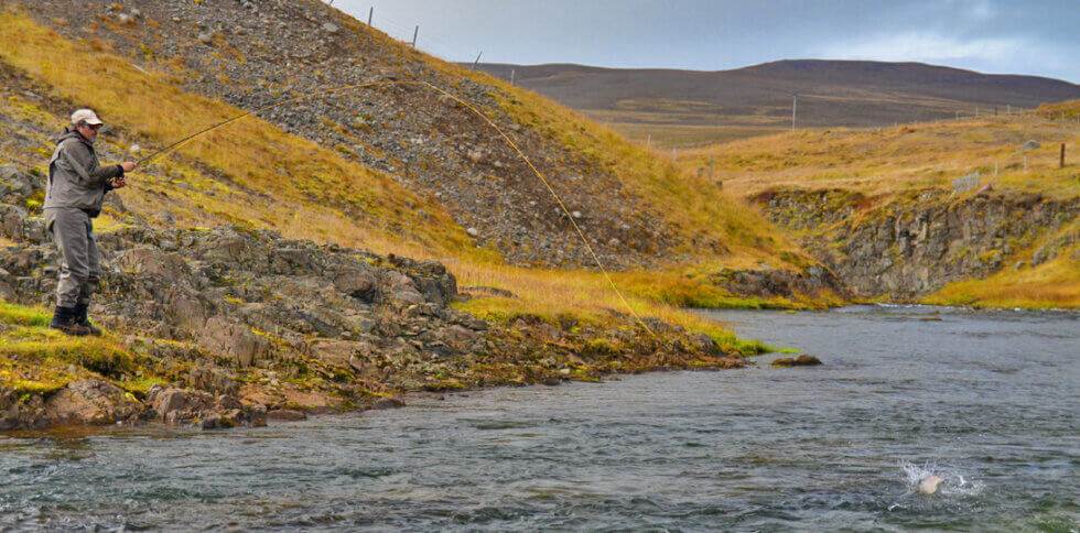 ICELAND SALMON CATCH STATISTICS 2024 – Best Salmon Rivers in Iceland ...